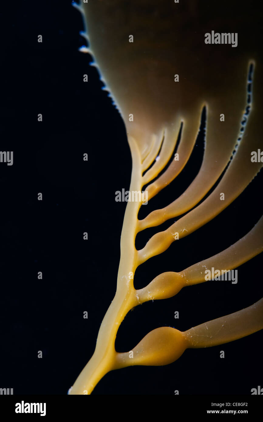 Giant kelp, Macrocystis pyrifera, is a large brown algae that grows ...