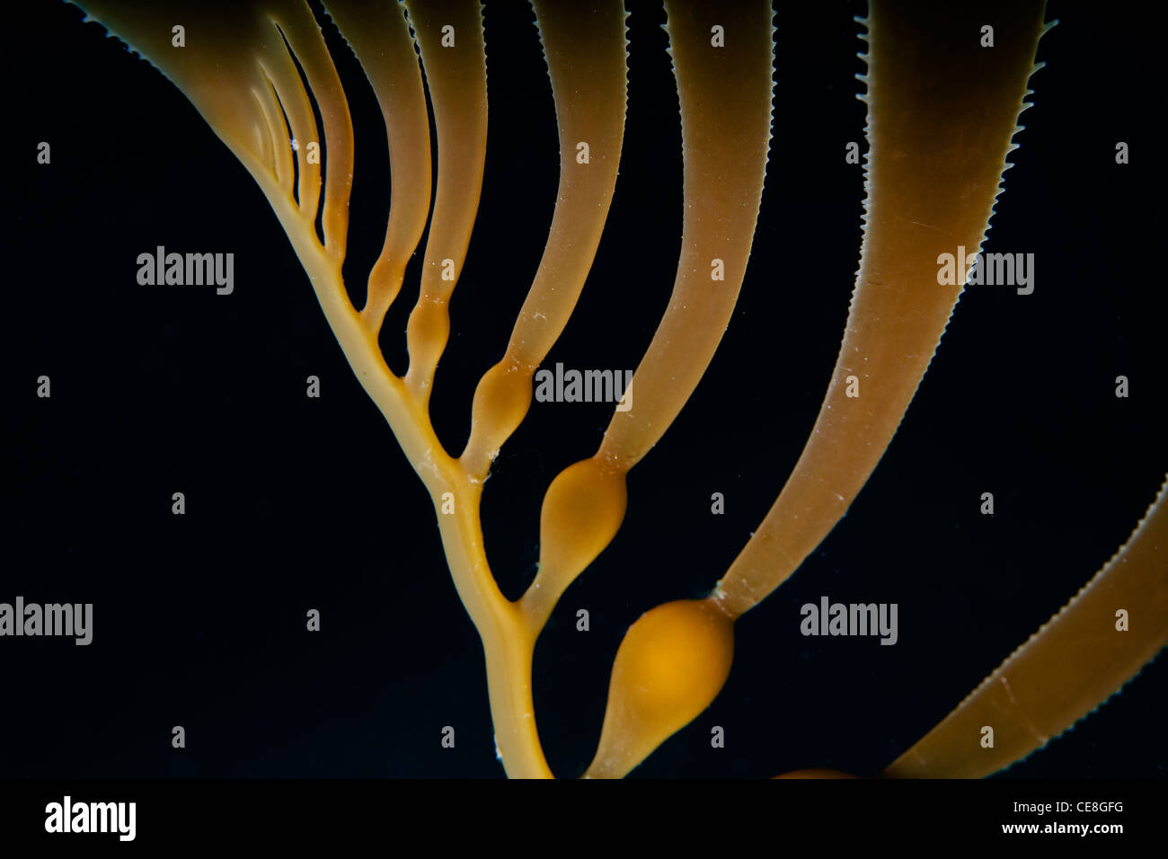 Giant kelp, Macrocystis pyrifera, is also known as Giant bladder kelp ...