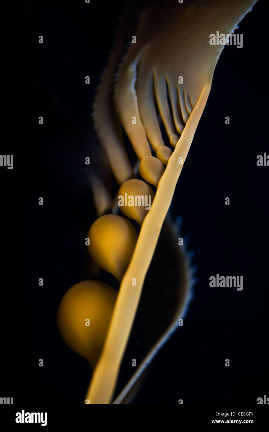 Giant bladder kelp hi-res stock photography and images - Alamy