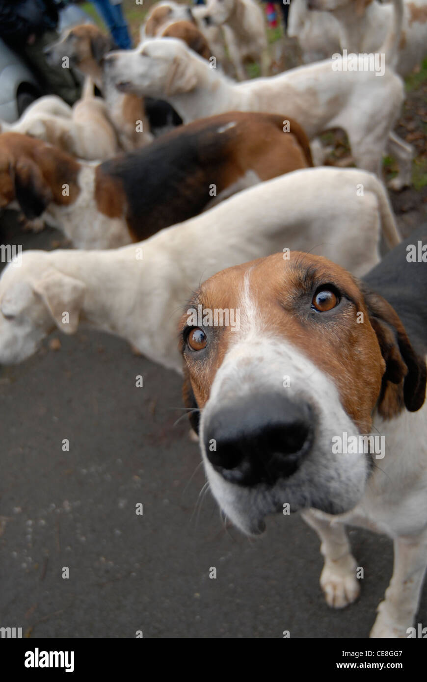 Hunting beagles hi-res stock photography and images - Alamy