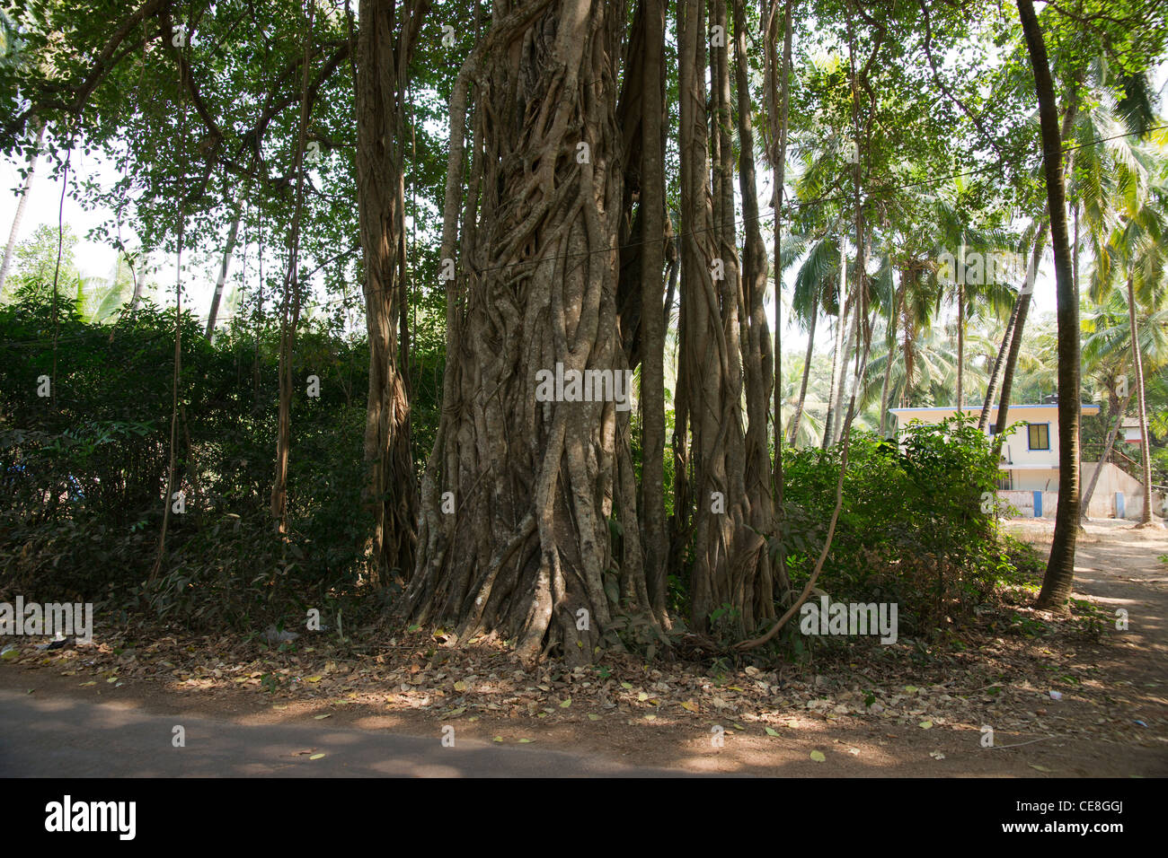 A banyan is a fig that starts its life as an epiphyte when its seeds ...