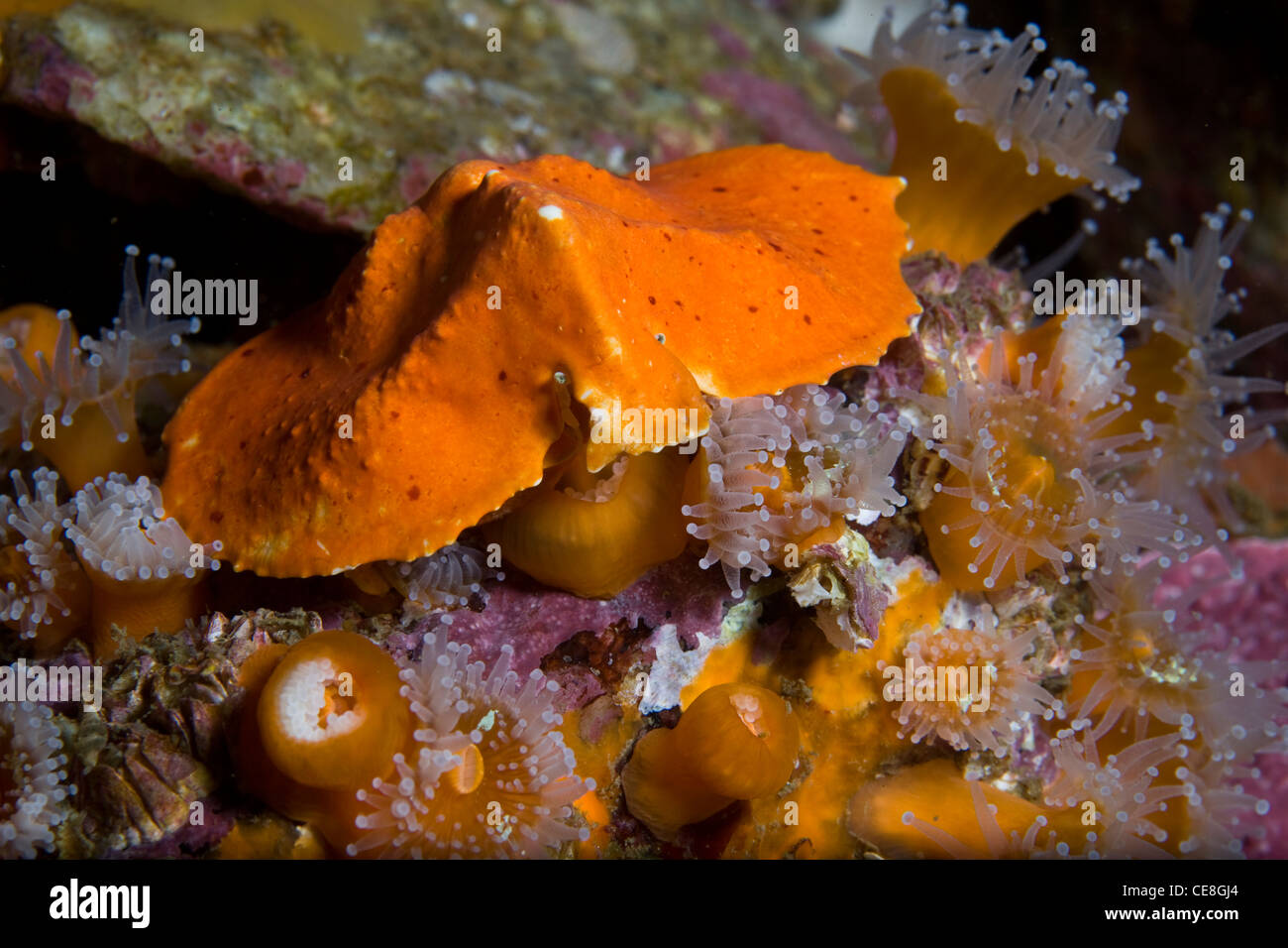 A small, orange Helmet crab, Cryptolithodes sitchensis, crawls along ...