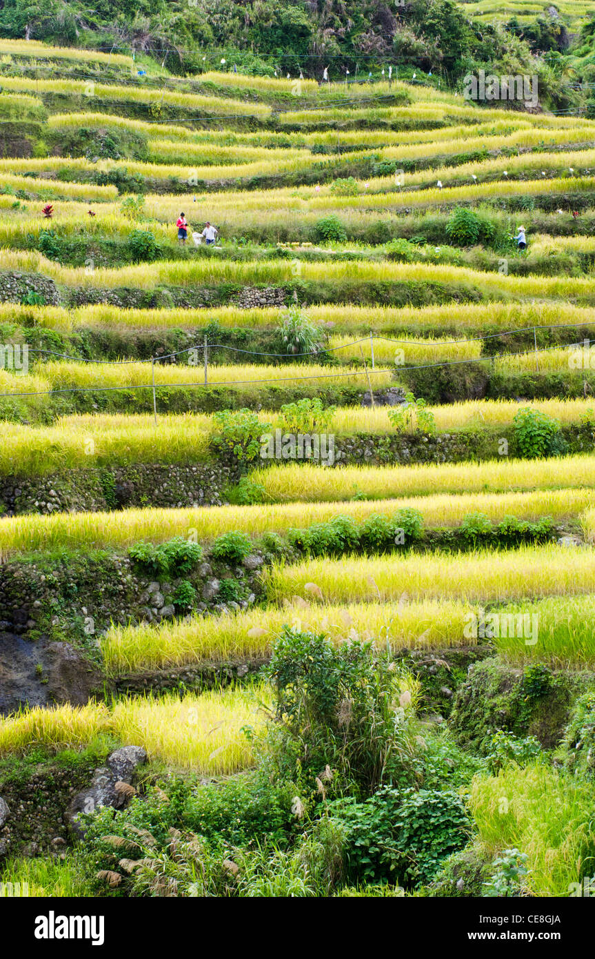 maligcong rice terraces in philippines Stock Photo - Alamy