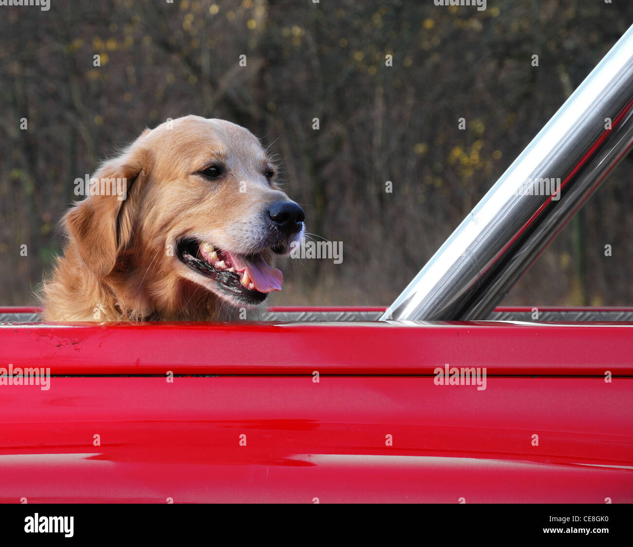 Big dog car hi-res stock photography and images - Alamy