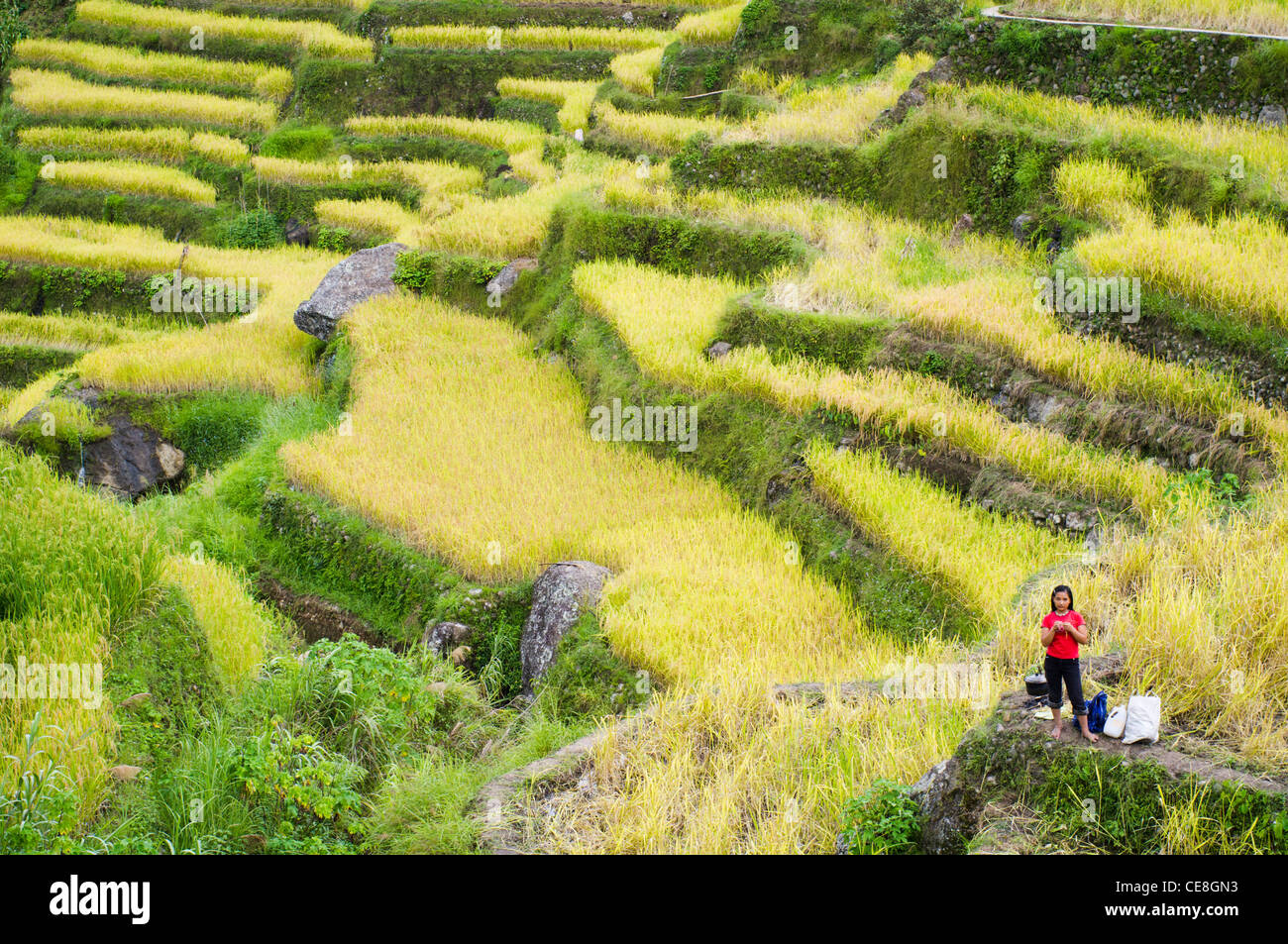 maligcong rice terraces in philippines Stock Photo - Alamy