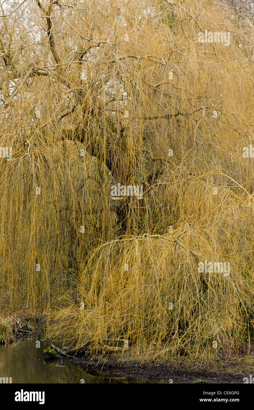 Overhanging weeping willow tree over the River Colne Cassiobury public ...