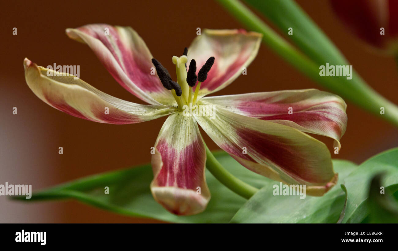 Old tulip opened up Stock Photo - Alamy