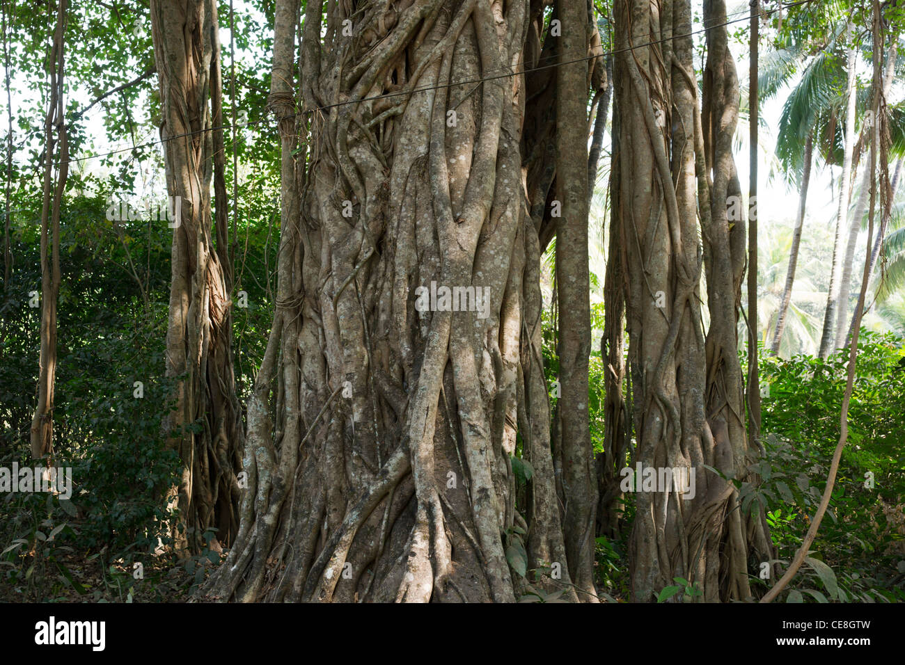 A banyan is a fig that starts its life as an epiphyte when its seeds ...