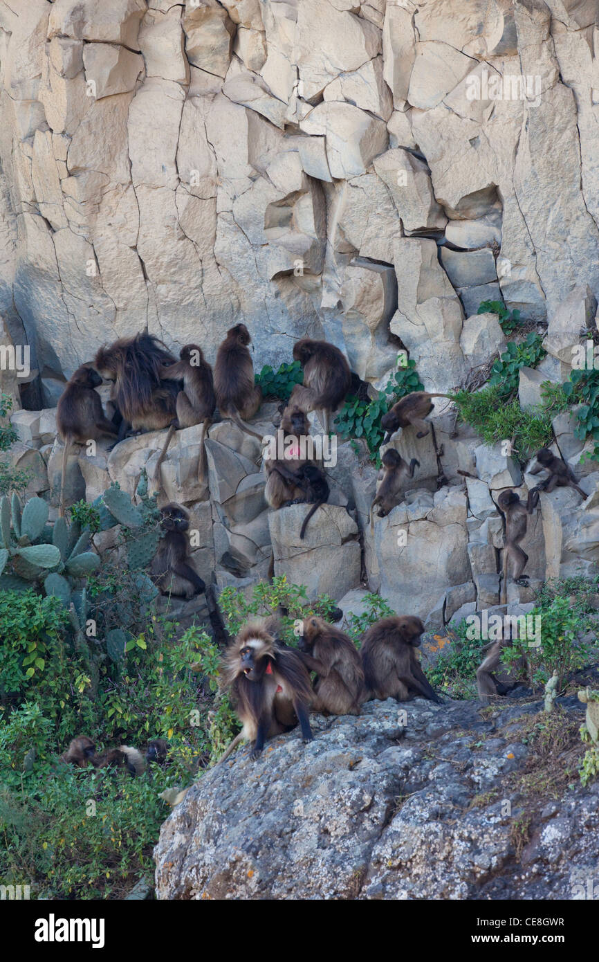 Gelada Baboons Theropithecus (Papio) gelada. Adult and young. Endemic ...