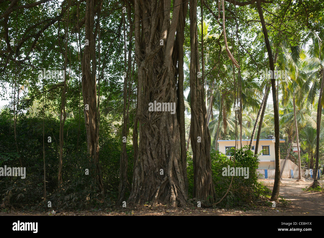 A banyan is a fig that starts its life as an epiphyte when its seeds ...