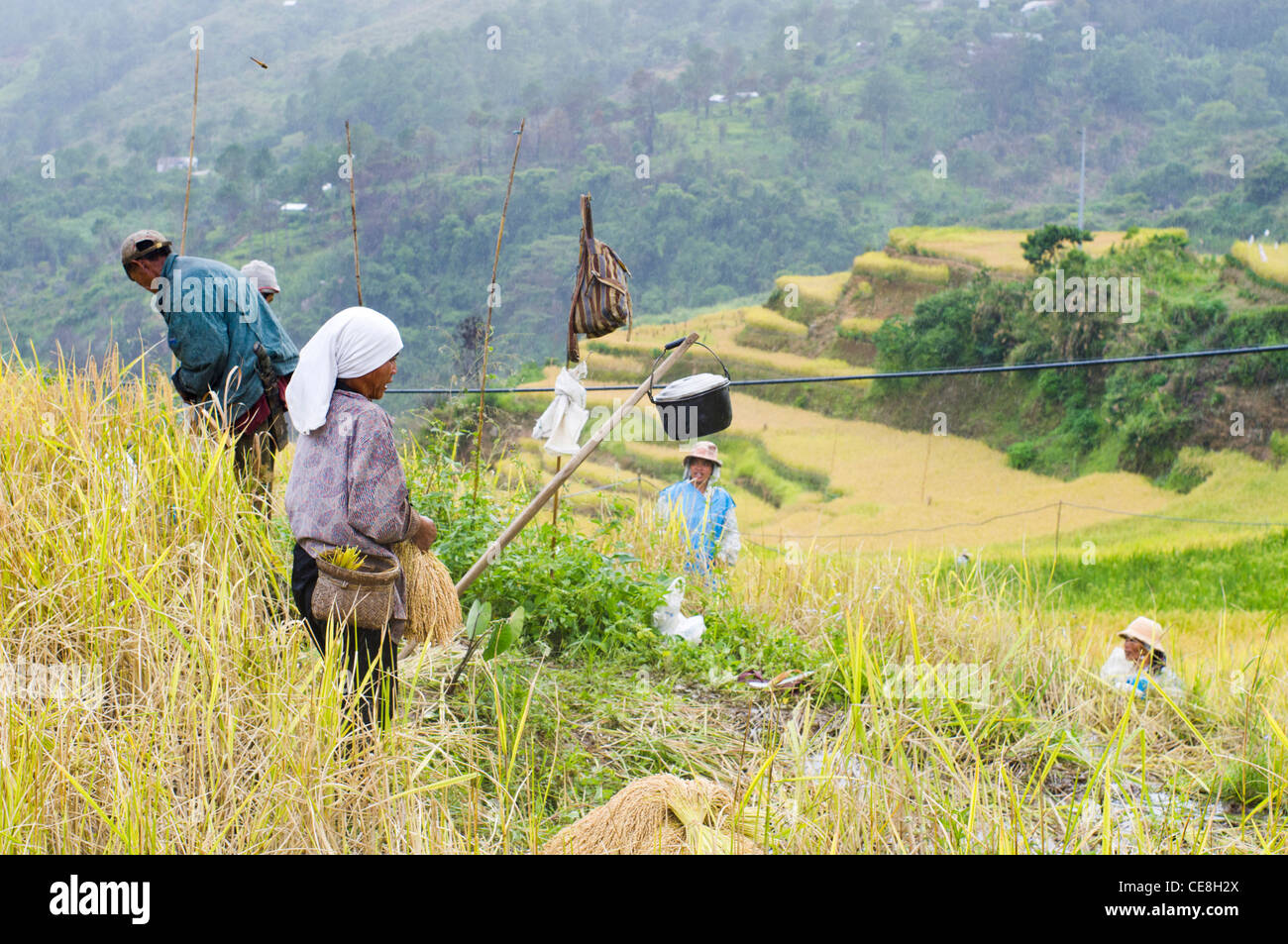 farmers are harvesting in paddy field Stock Photo - Alamy