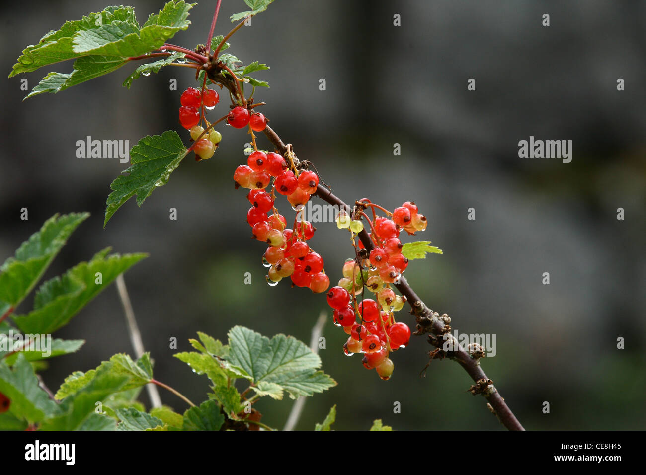 Red Currant (Ribes rubrum) - Berries Stock Photo - Alamy