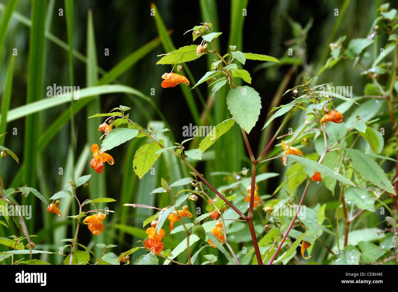 Orange Balsam (Impatiens capensis). Found along rivers and canals in UK ...