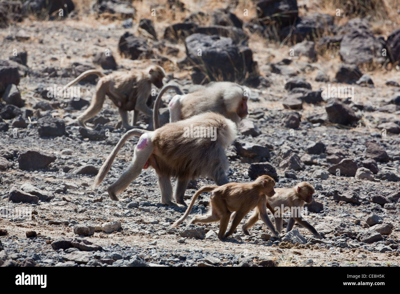 Ethiopian hamadryas baboon papio hamadryas hamadryas hi-res stock ...