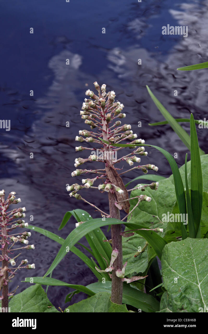 Butterbur (Petasites hybridus Stock Photo - Alamy