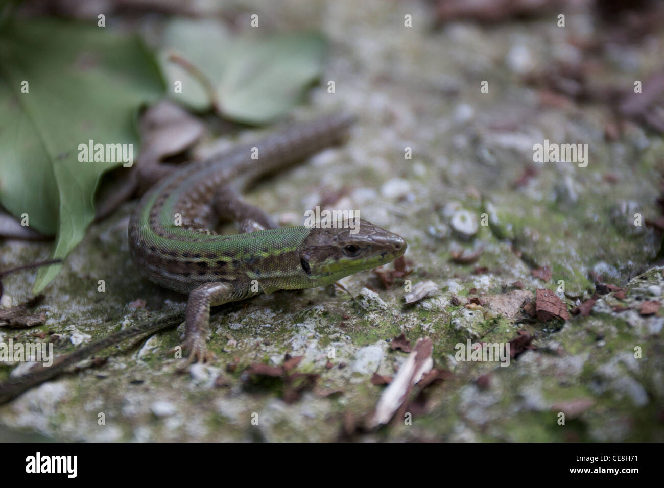 Small lizard outside hi-res stock photography and images - Alamy