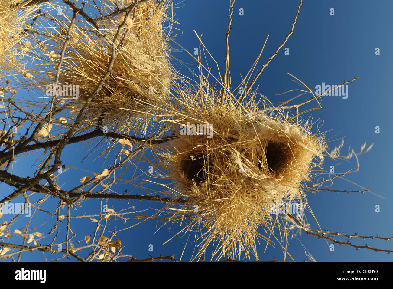 Sparrow roosting hi-res stock photography and images - Alamy