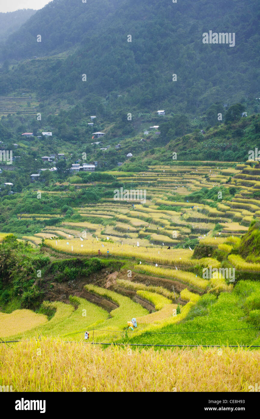 rice terraces in harvest season Stock Photo - Alamy