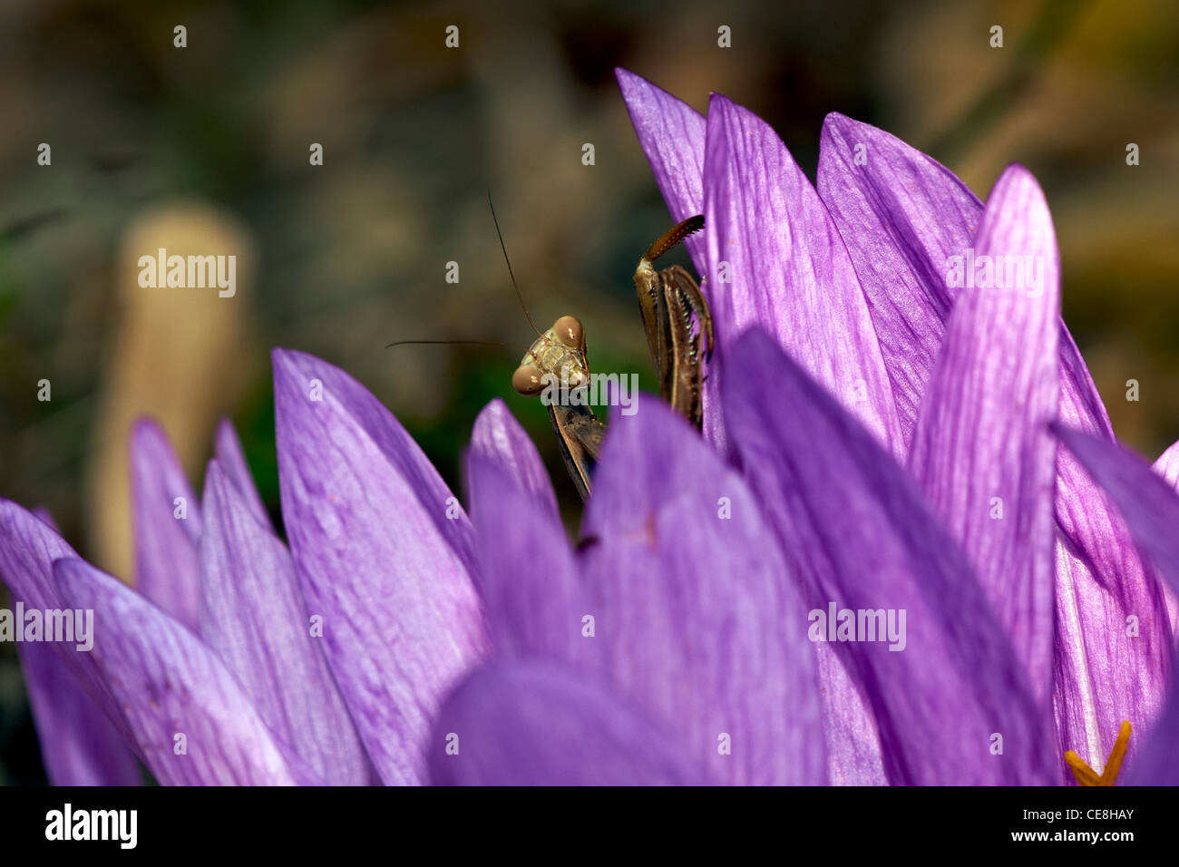 Mantis religiosa flor hi-res stock photography and images - Alamy