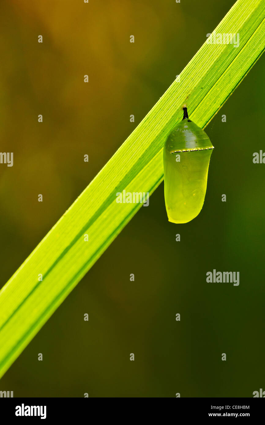 Crisalida de mariposa hi-res stock photography and images - Alamy