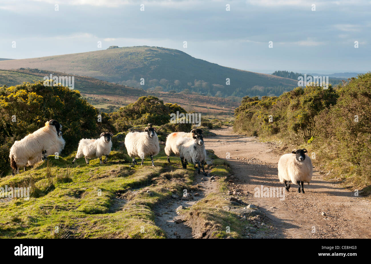Sheep wandering across a path on Dartmoor, Devon UK Stock Photo - Alamy