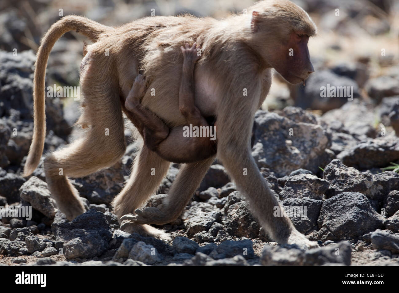 Hamadryas Baboon (Papio hamadryas). Female carrying well grown young ...