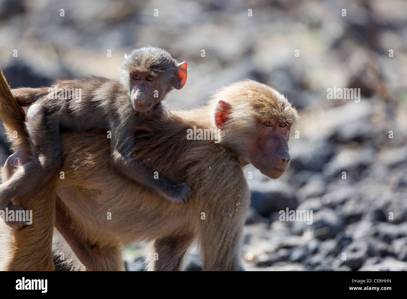Hamadryas Baboon (Papio hamadryas). Female carrying well grown young ...