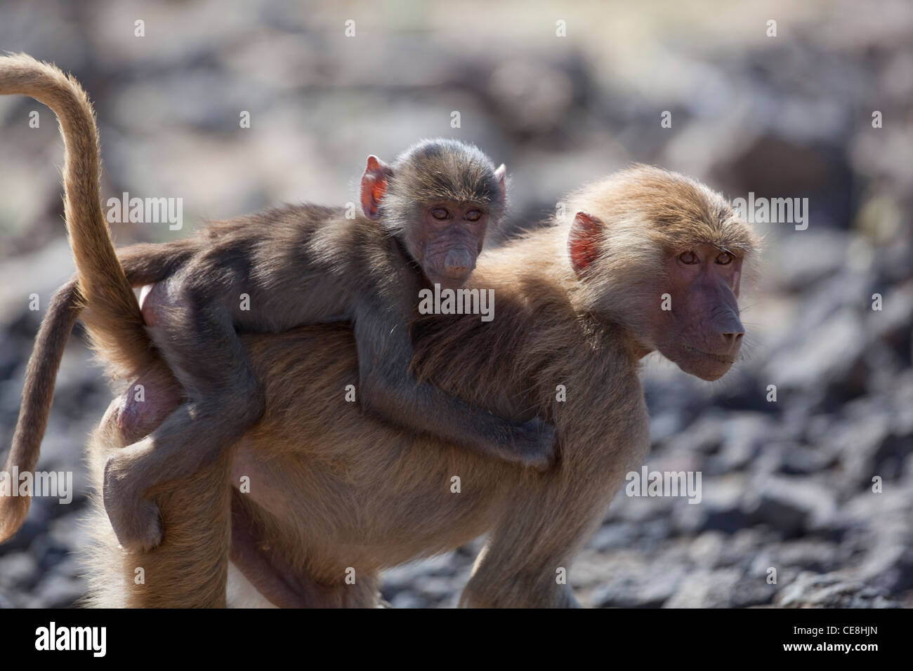 Hamadryas Baboon (Papio hamadryas). Female carrying well grown young ...