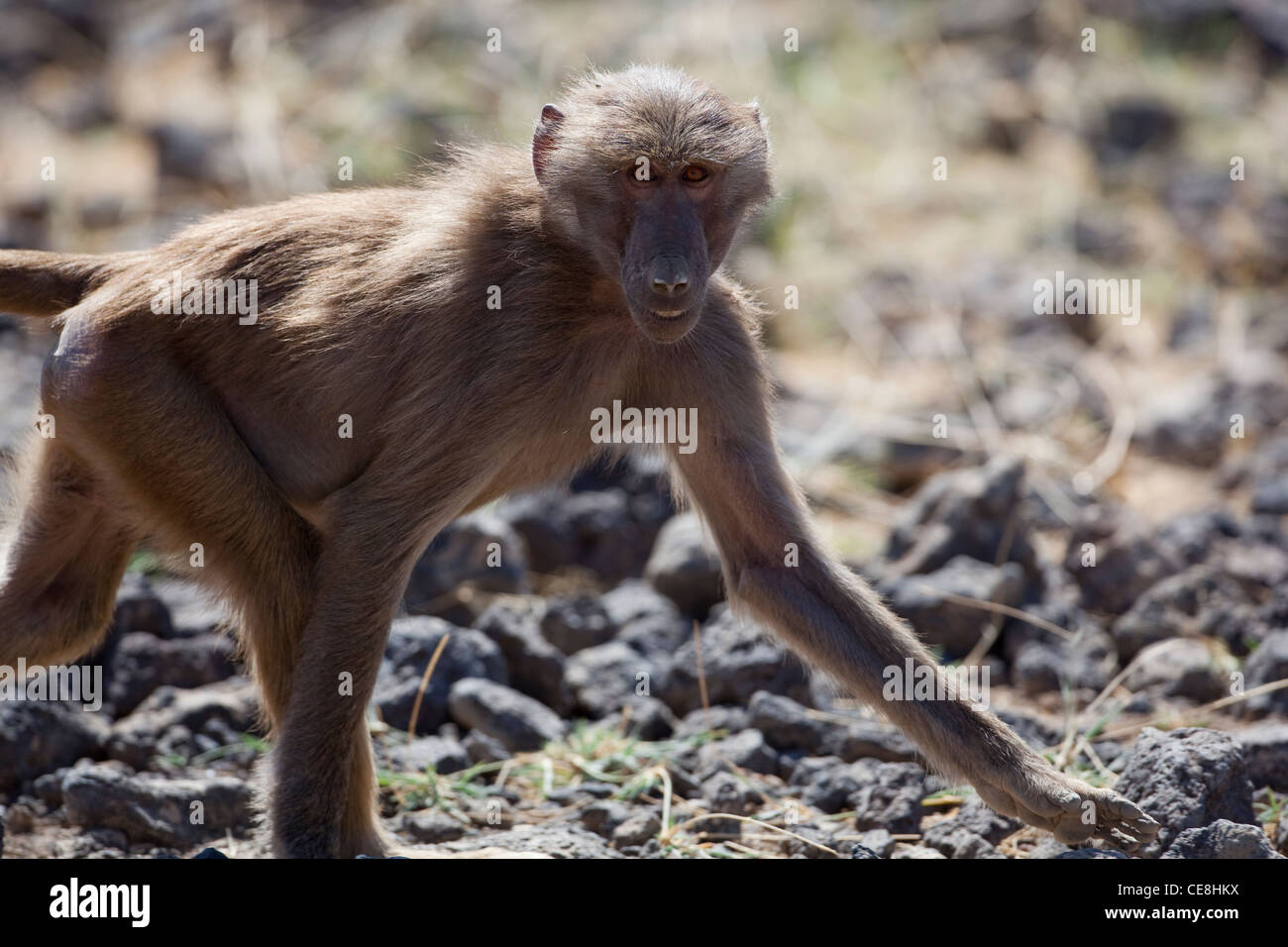 Ethiopian hamadryas baboon papio hamadryas hamadryas hi-res stock ...