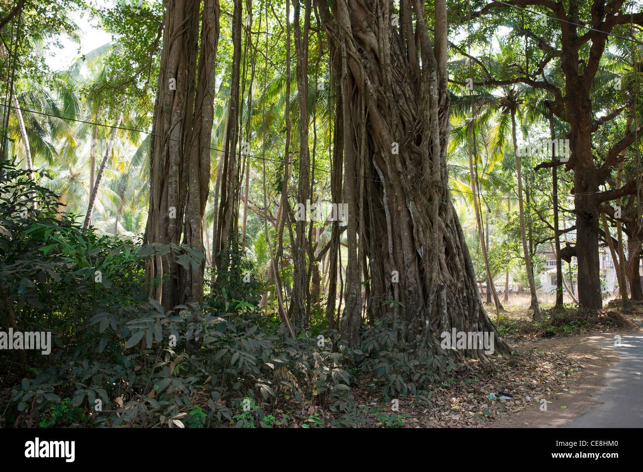 A banyan is a fig that starts its life as an epiphyte when its seeds ...