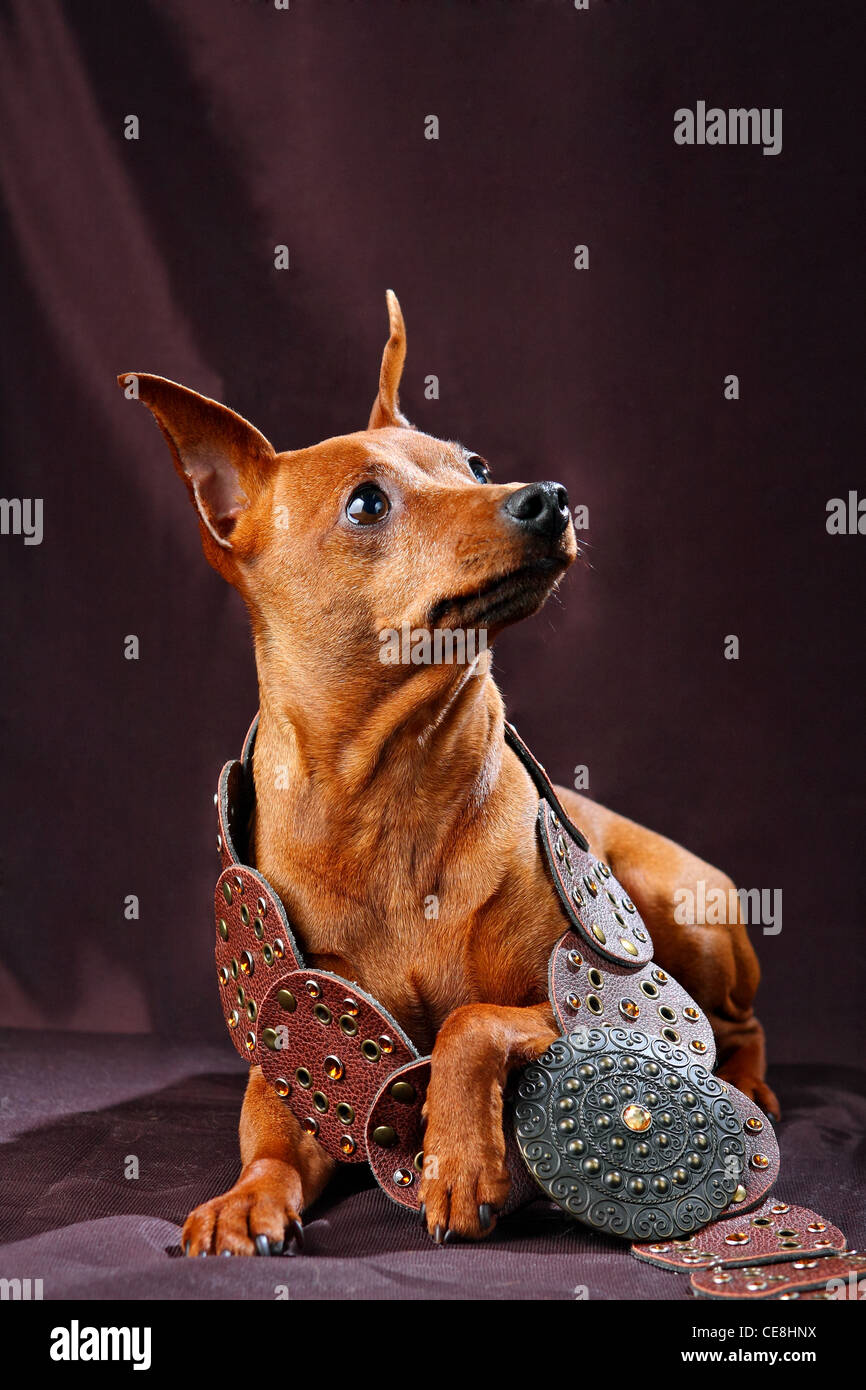 Red Miniature Pinscher Stock Photo - Alamy