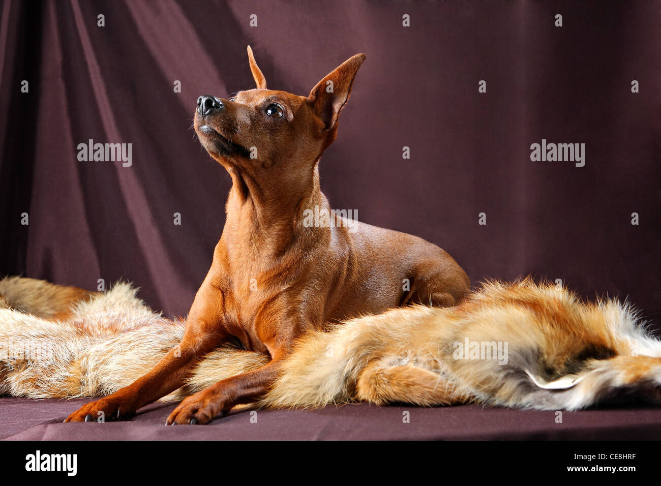 Red miniature pinscher hi-res stock photography and images - Alamy