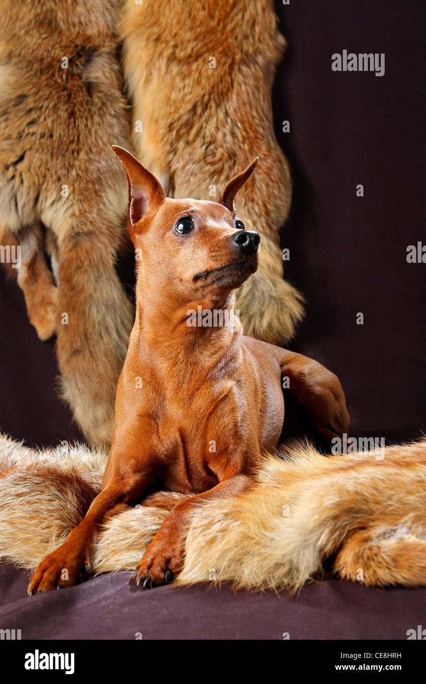 Red Miniature Pinscher Stock Photo - Alamy
