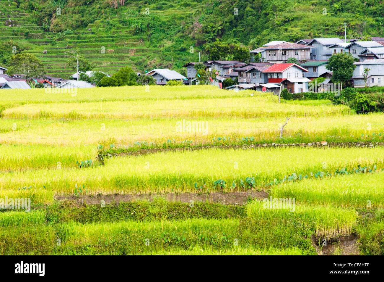 remote villages surrounds by rice terraces, philippines Stock Photo - Alamy