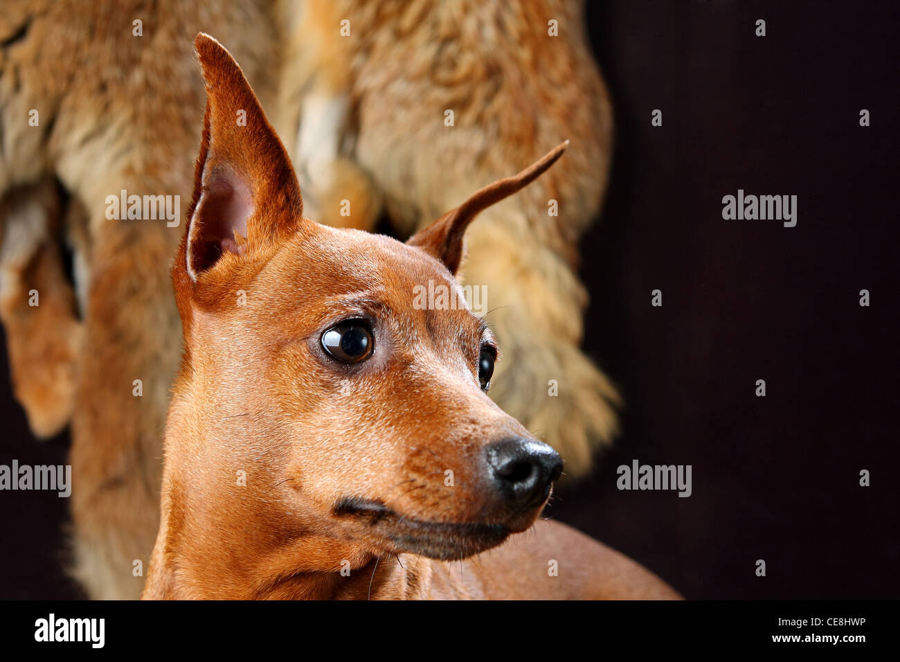 Red Miniature Pinscher Stock Photo - Alamy