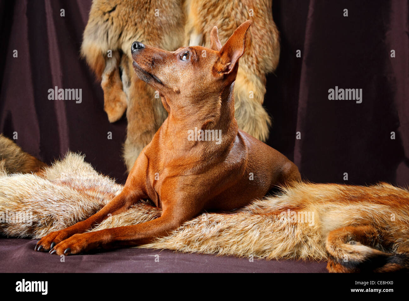 Red Miniature Pinscher Stock Photo - Alamy