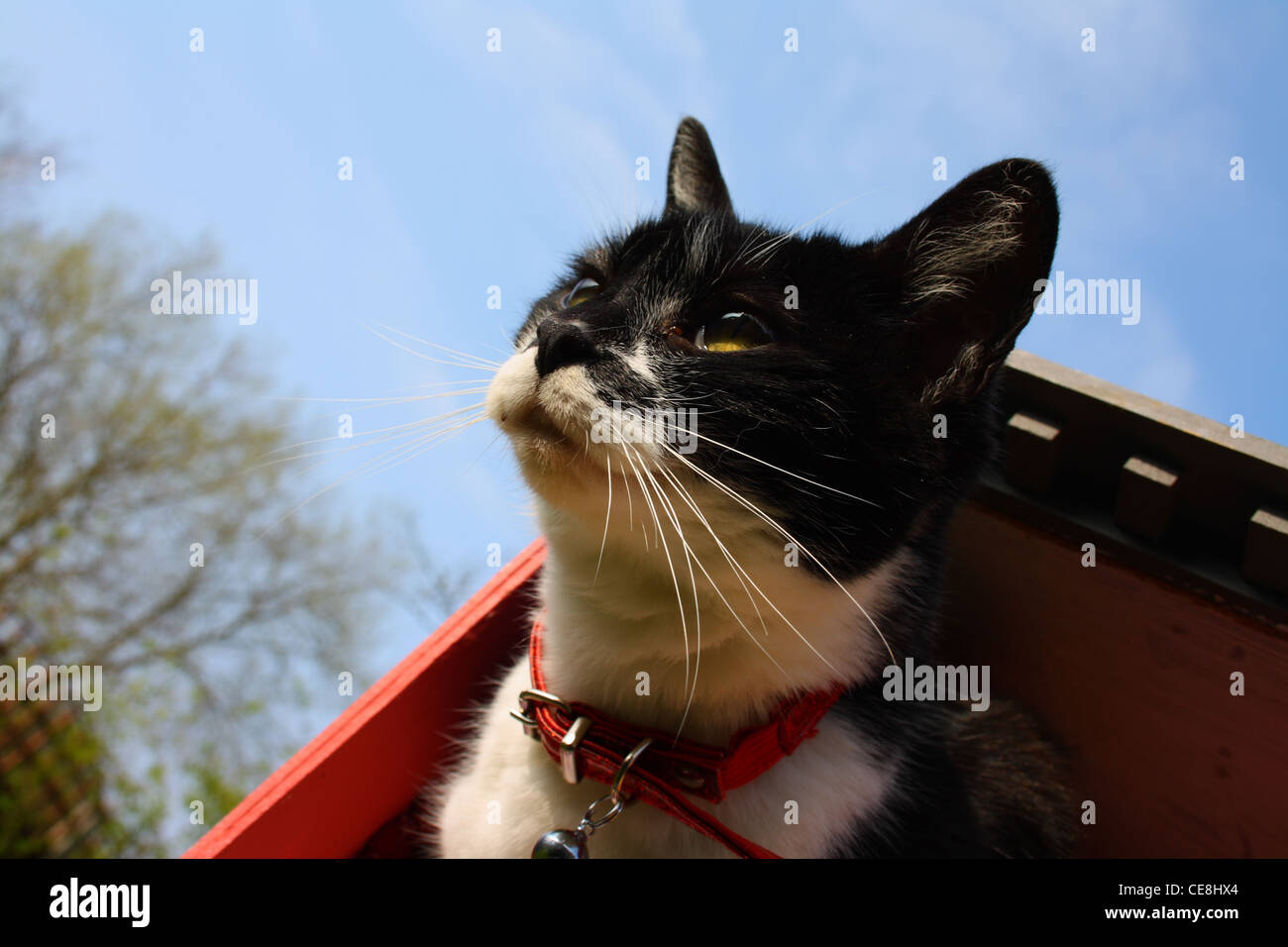 Black And White Tuxedo Cat Outside High Resolution Stock Photography ...