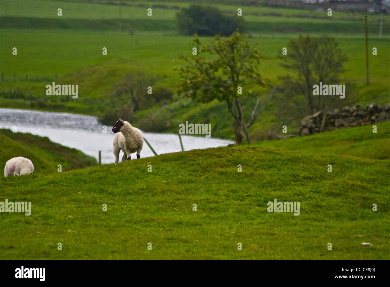 sheep near a stream Stock Photo - Alamy