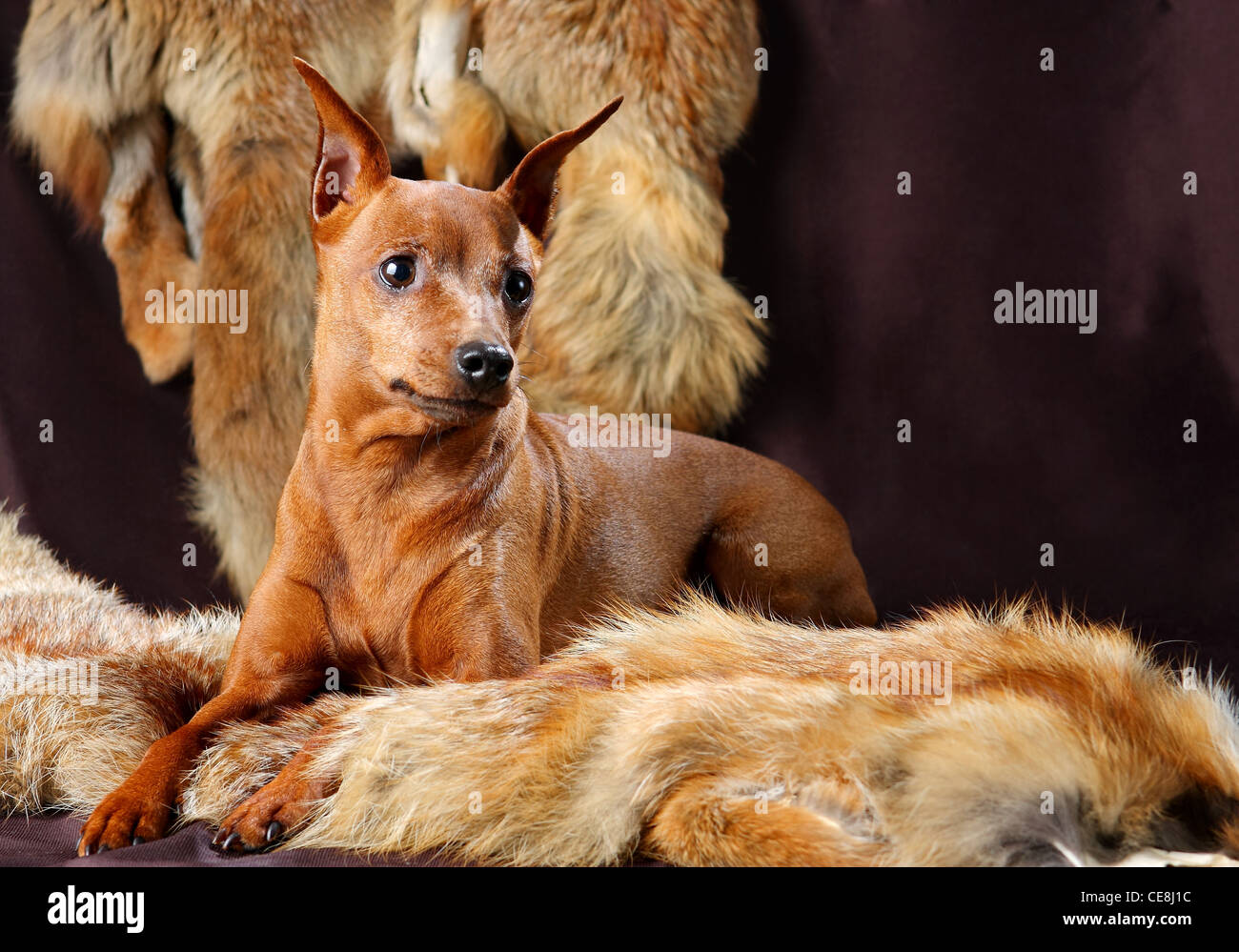 Red Miniature Pinscher Stock Photo - Alamy