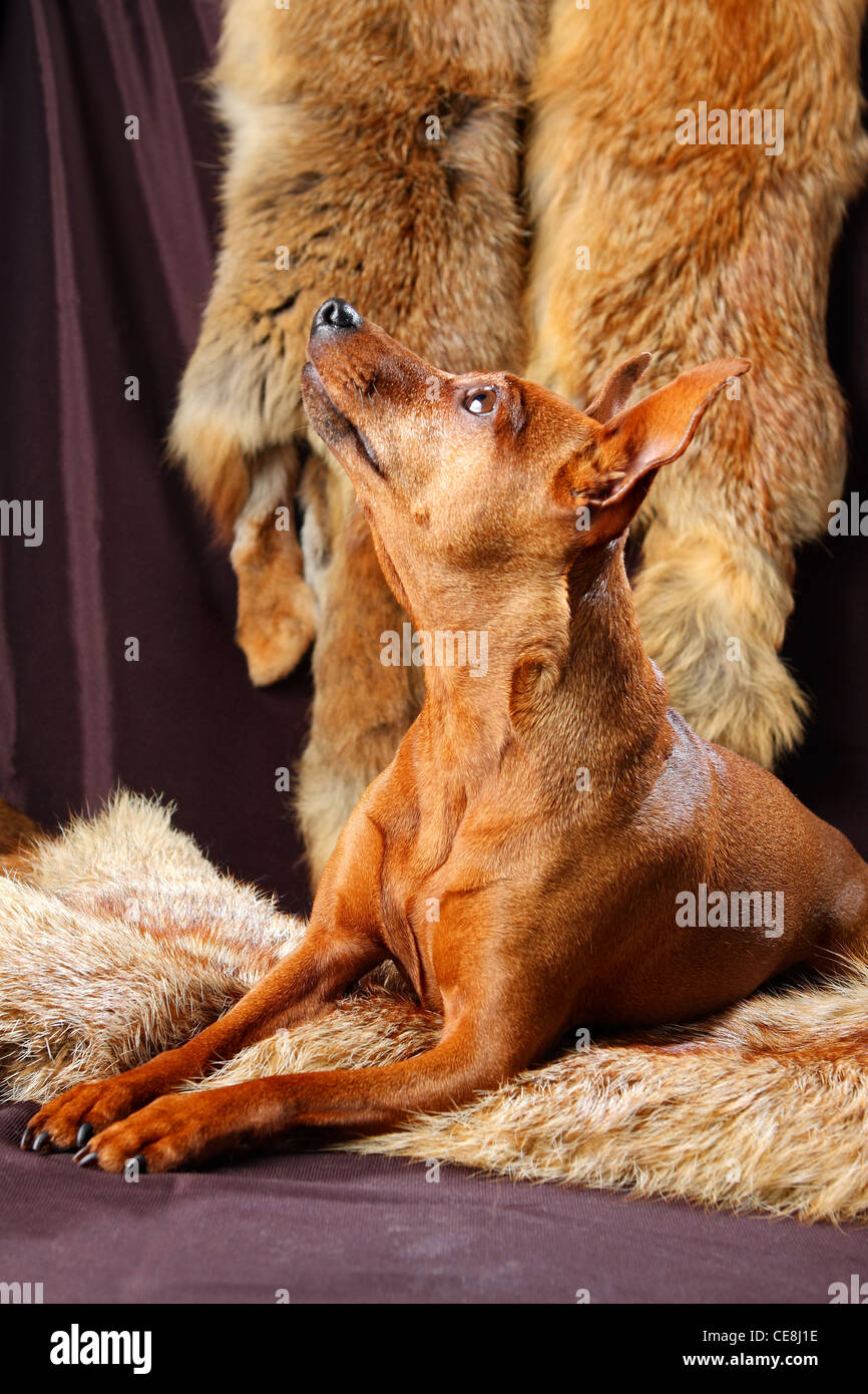 Red miniature pinscher hi-res stock photography and images - Alamy