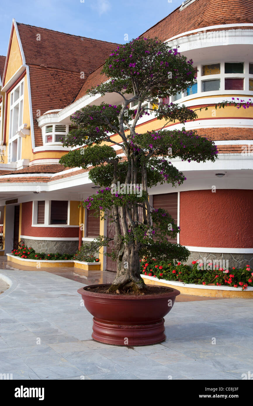 Ornate Tree outside The Railway Station at Dalat Stock Photo - Alamy