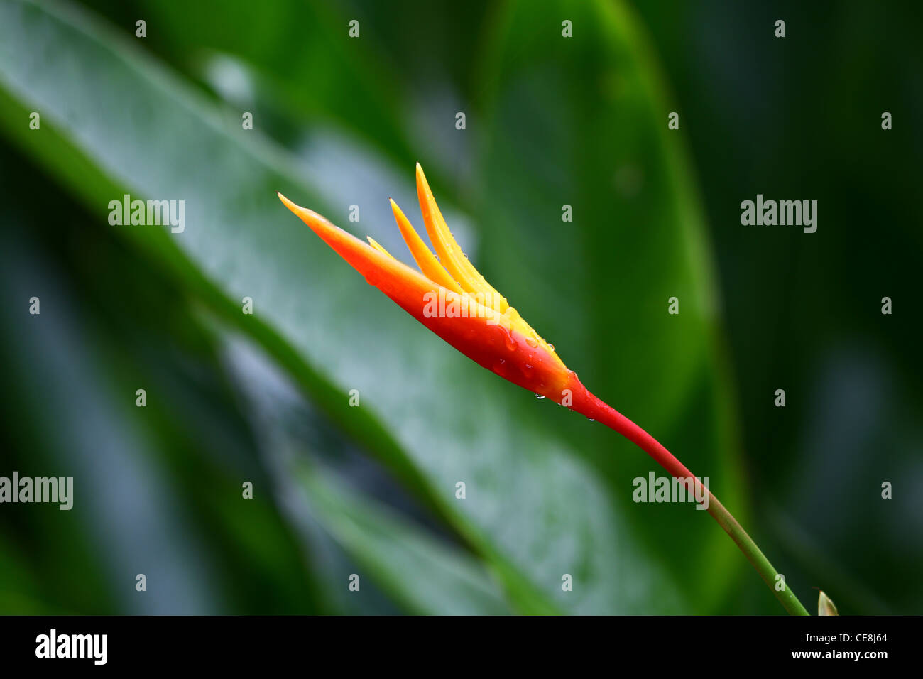 A Flower dewed by a passing shower Stock Photo - Alamy