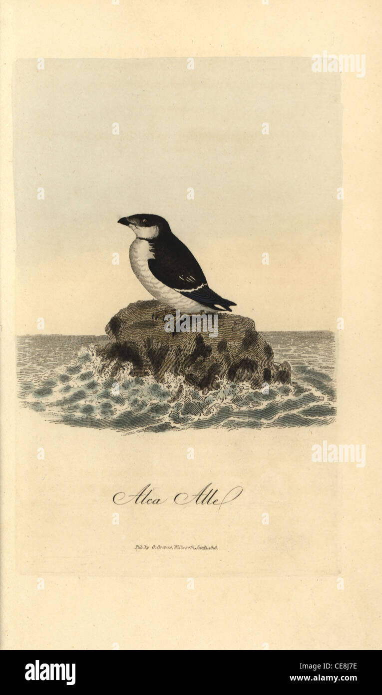 British seabird illustration hi-res stock photography and images - Alamy