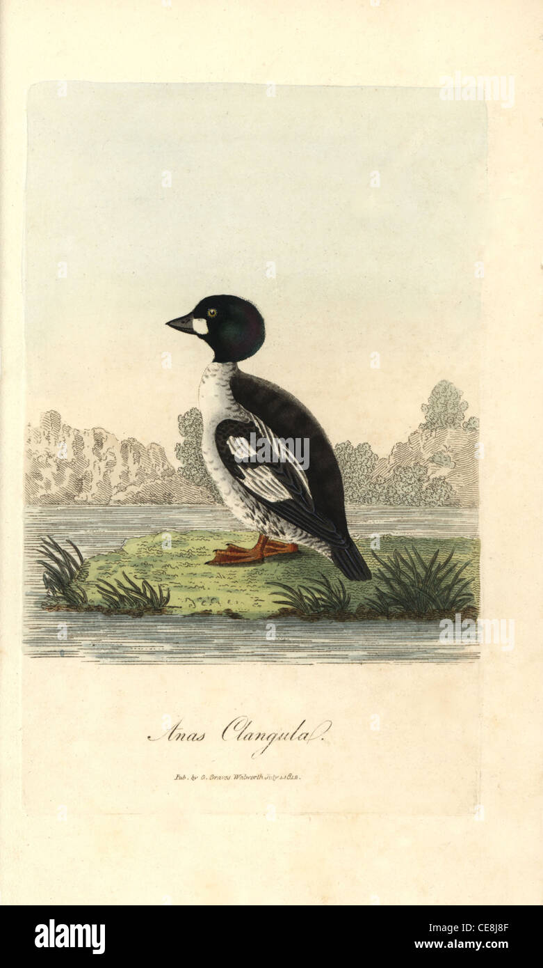 Common goldeneye, Bucephala clangula Stock Photo - Alamy