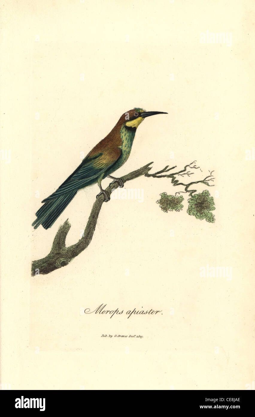 Bee eater illustration hi-res stock photography and images - Alamy