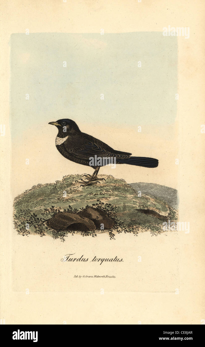 Ring ouzel illustration hi-res stock photography and images - Alamy