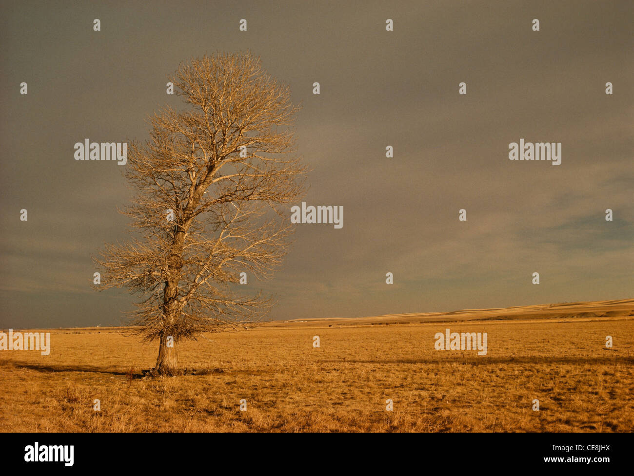 Winter barren clouds shadow hi-res stock photography and images - Alamy