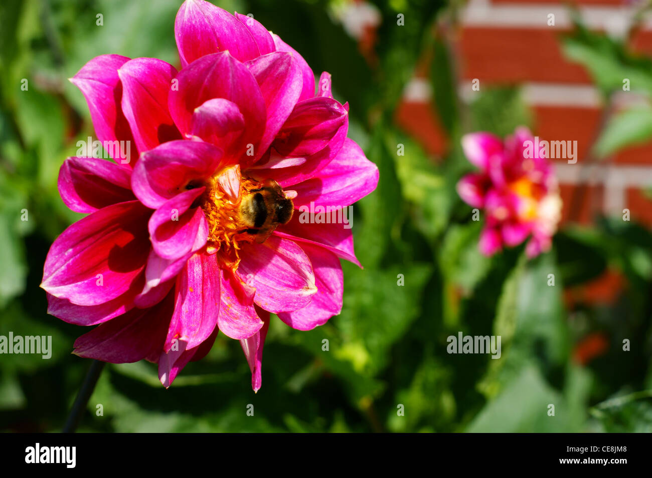 worker bee close-up of flowers over yellow background Stock Photo - Alamy