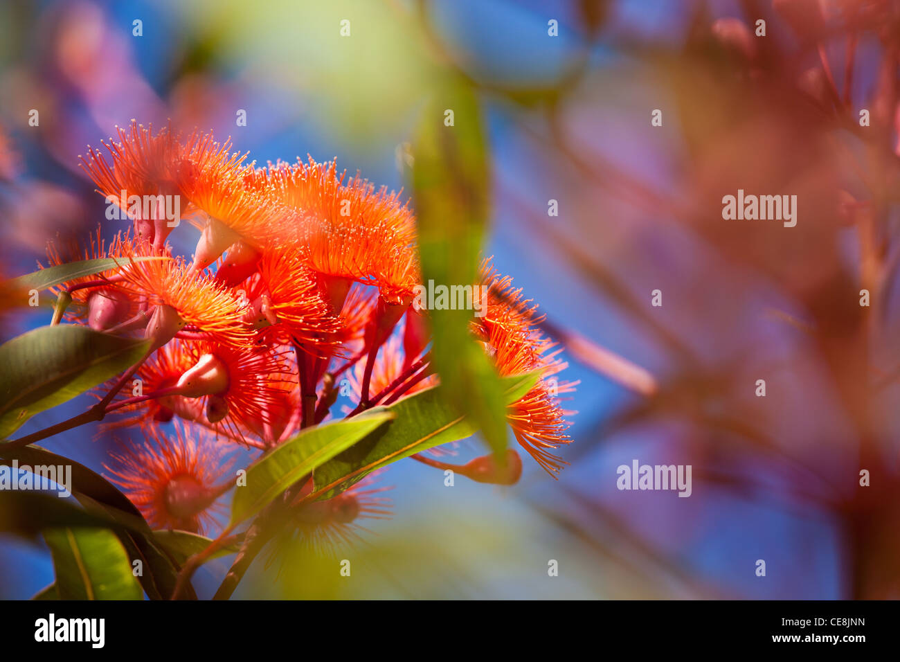 Eucalyptus flower pic of leaves orange flowers on a flowering gum or ...