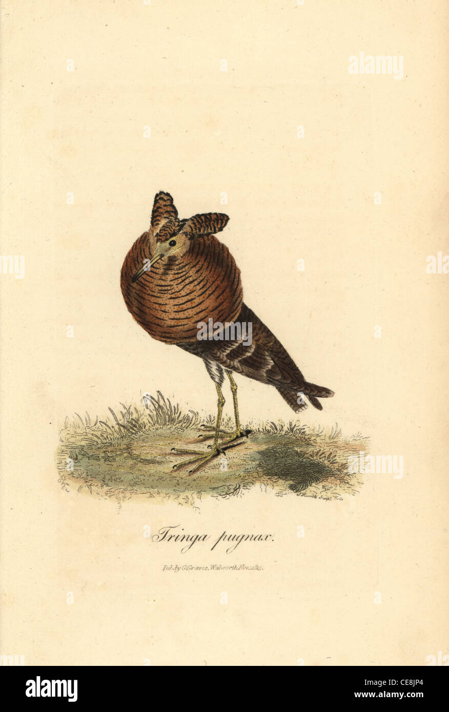 George ruff hi-res stock photography and images - Alamy